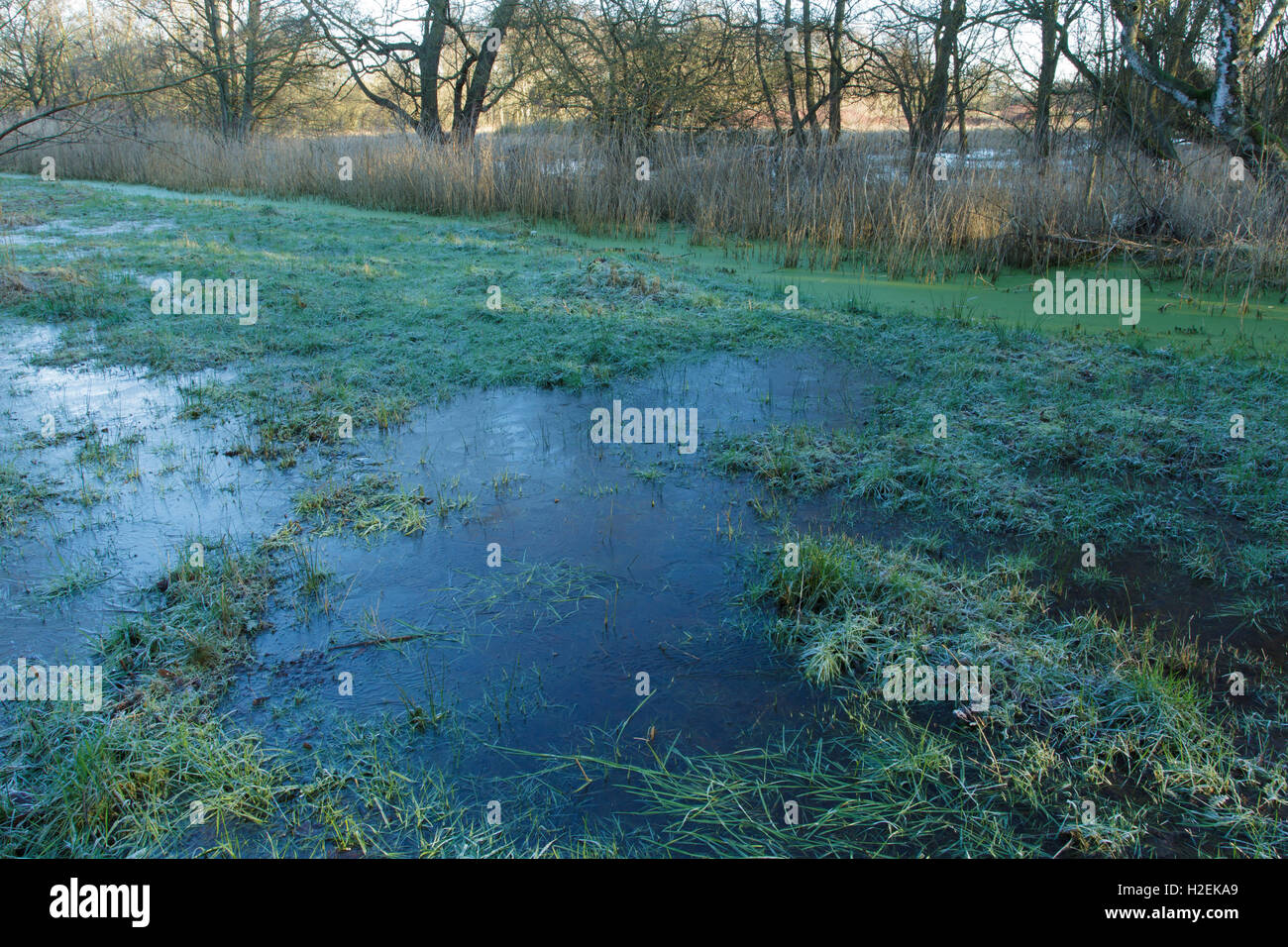 Boardwalk at edge of frozen pool with reeds and trees, Askham Bog ...