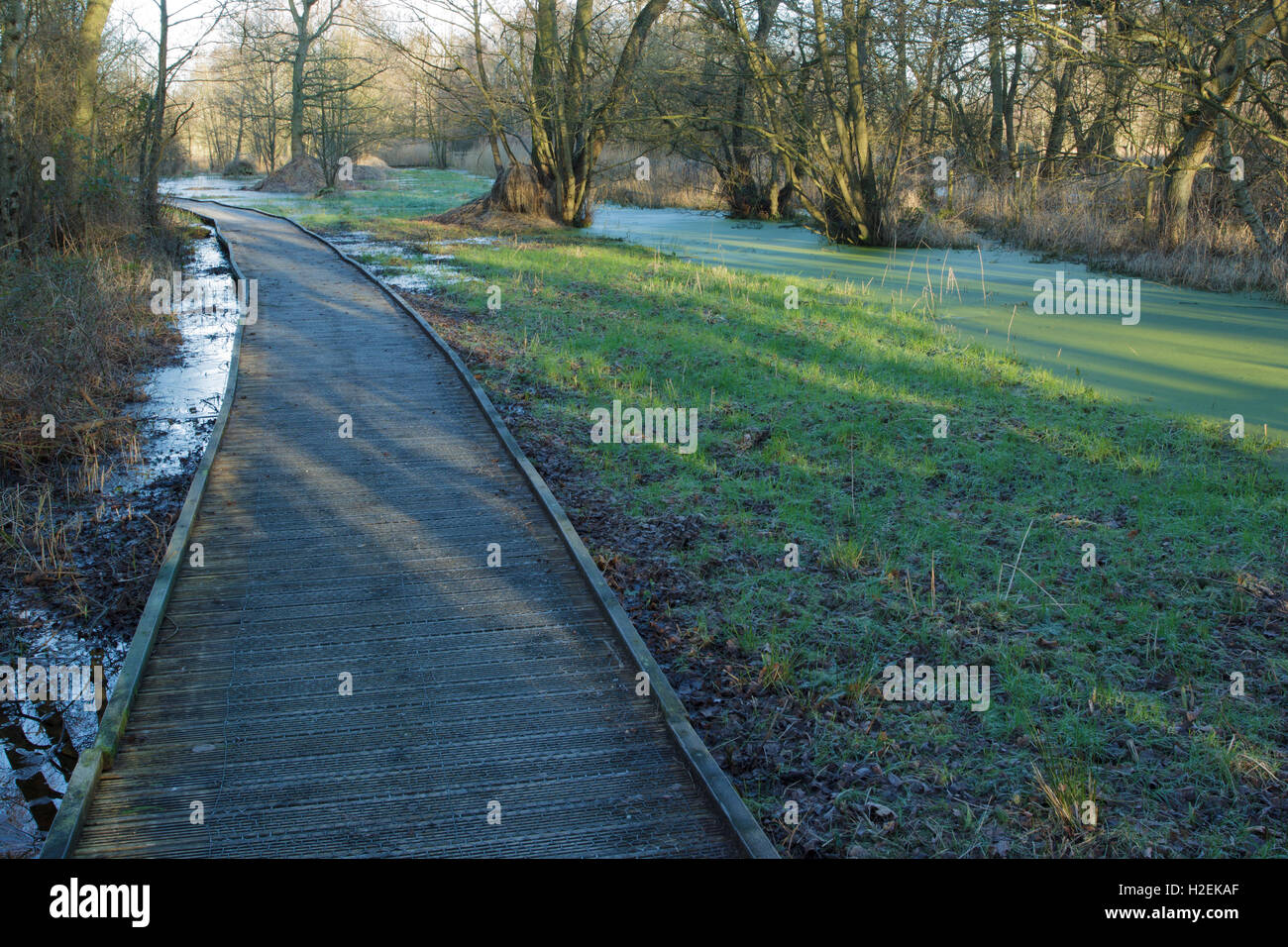 Boardwalk at edge of frozen pool with reeds and trees, Askham Bog ...