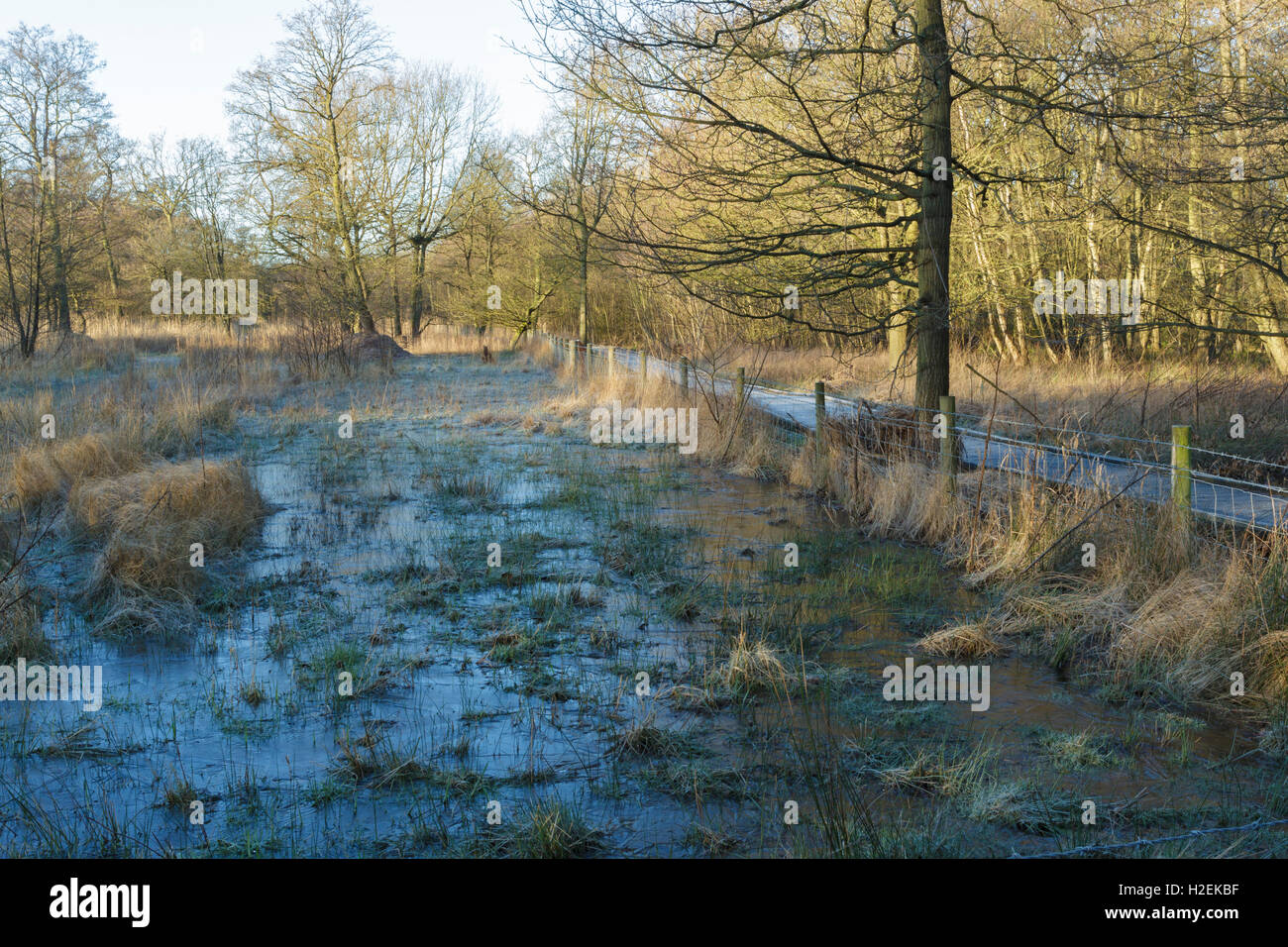 Boardwalk at edge of frozen pool with reeds and trees, Askham Bog ...