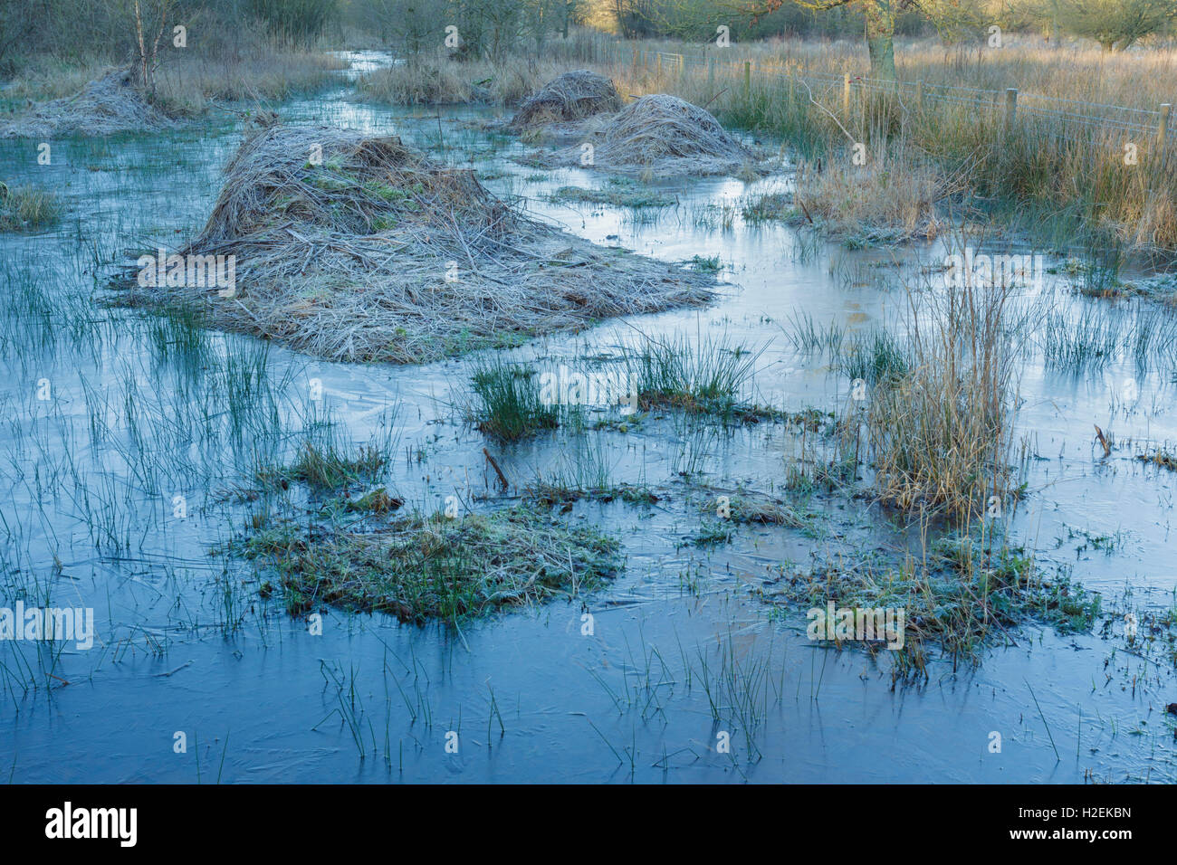 Boardwalk at edge of frozen pool with reeds and trees, Askham Bog ...