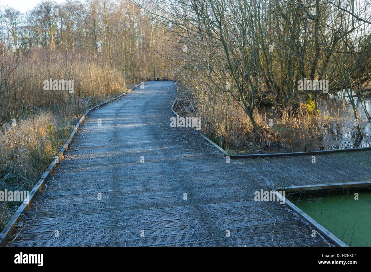 Boardwalk at edge of frozen pool with reeds and trees, Askham Bog ...