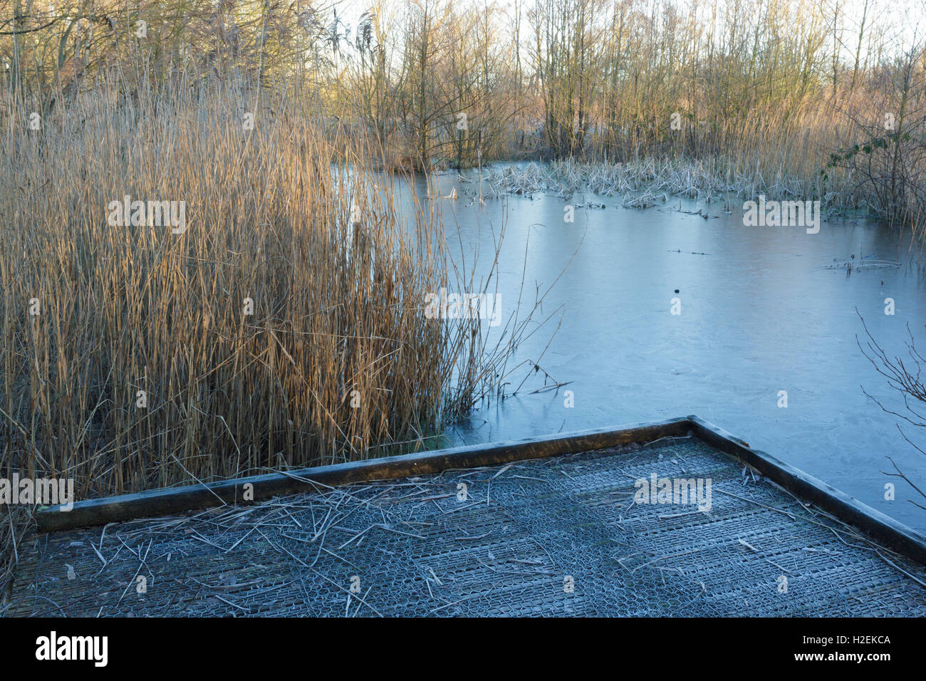 Boardwalk at edge of frozen pool with reeds and trees, Askham Bog ...