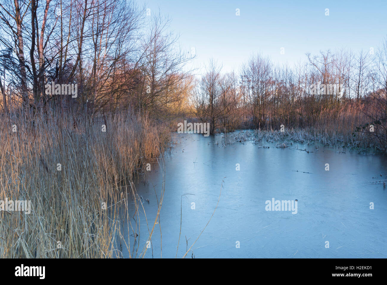 Boardwalk at edge of frozen pool with reeds and trees, Askham Bog ...