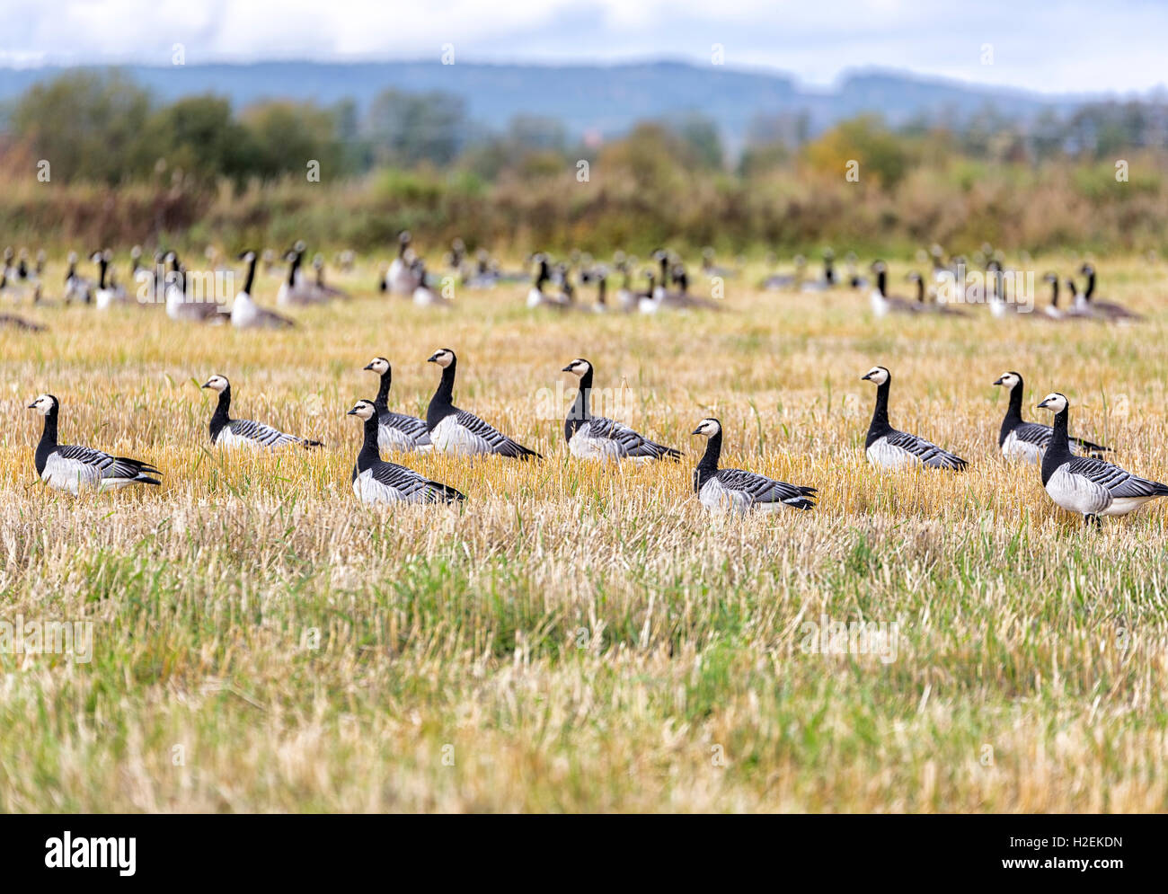 Flock of Canada Geese in farm field Stock Photo - Alamy