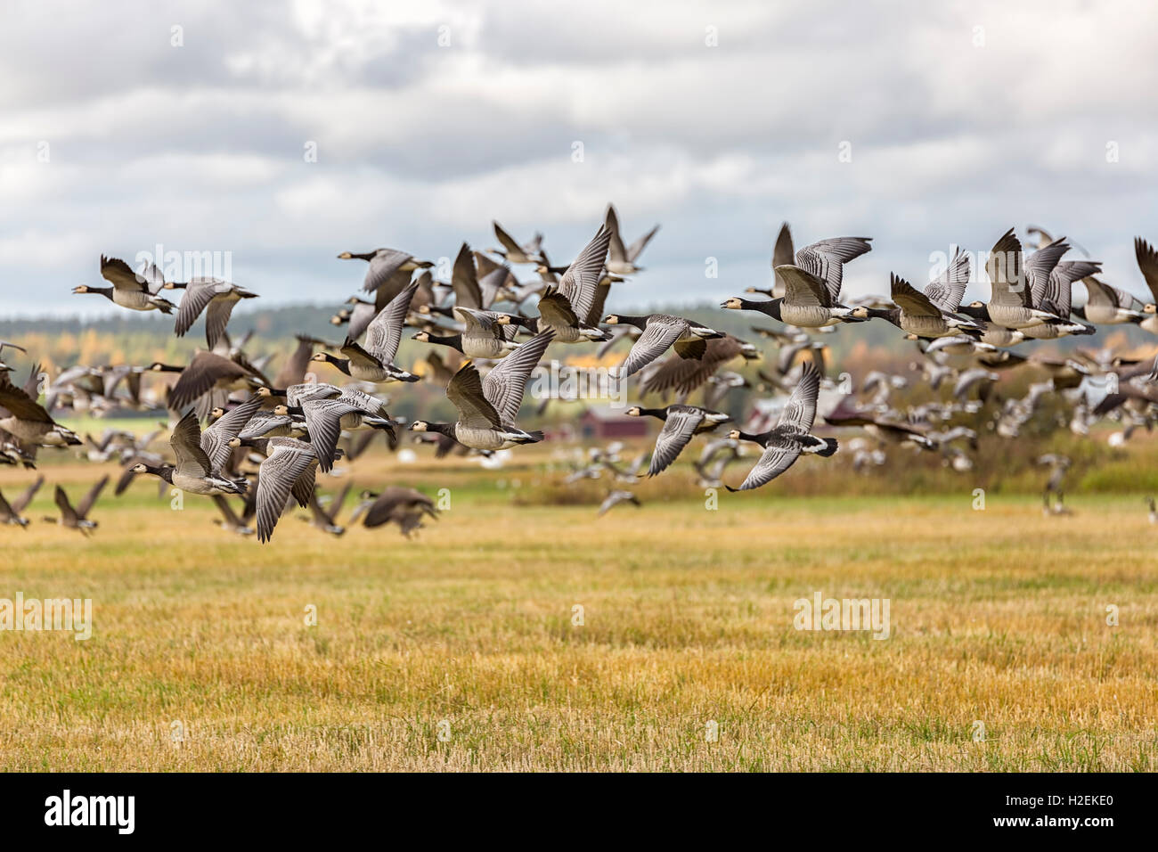 Flying over farm hi-res stock photography and images - Alamy
