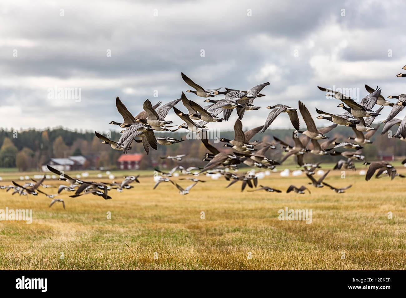 Flock of Canada Geese Flying over farm field Stock Photo - Alamy