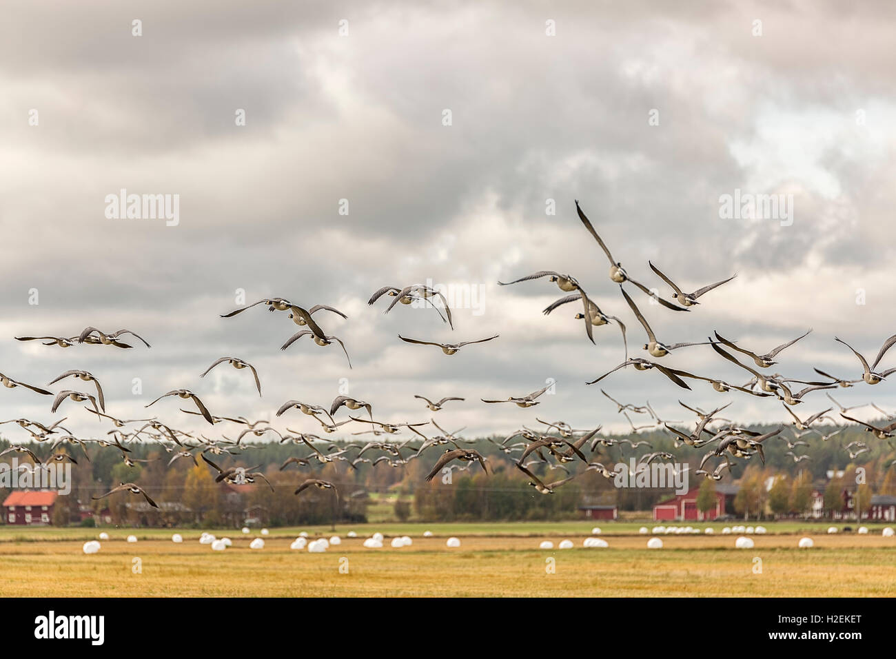 Flock of Canada Geese Flying over farm field Stock Photo - Alamy
