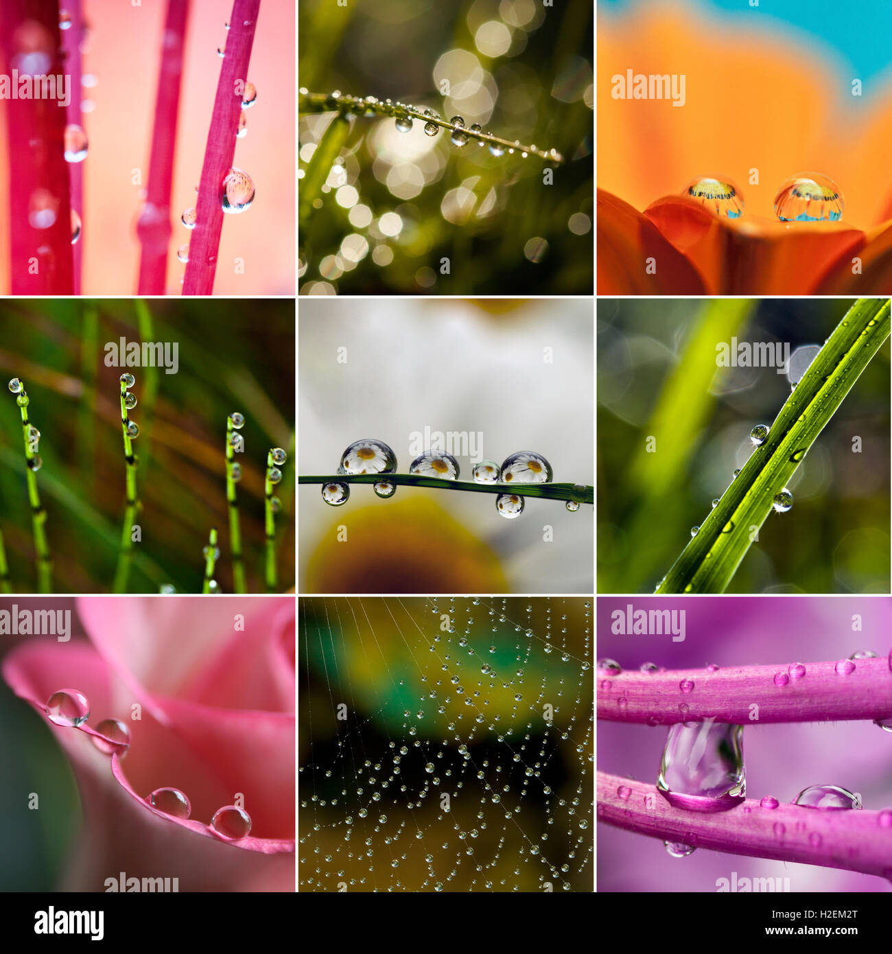 Macro photography of waterdrops in nature - set of colorful photos with ...