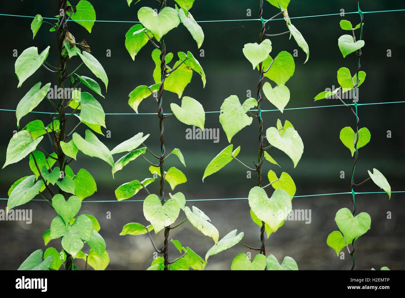 A row of plants growing on wires, bright green leaves Stock Photo - Alamy