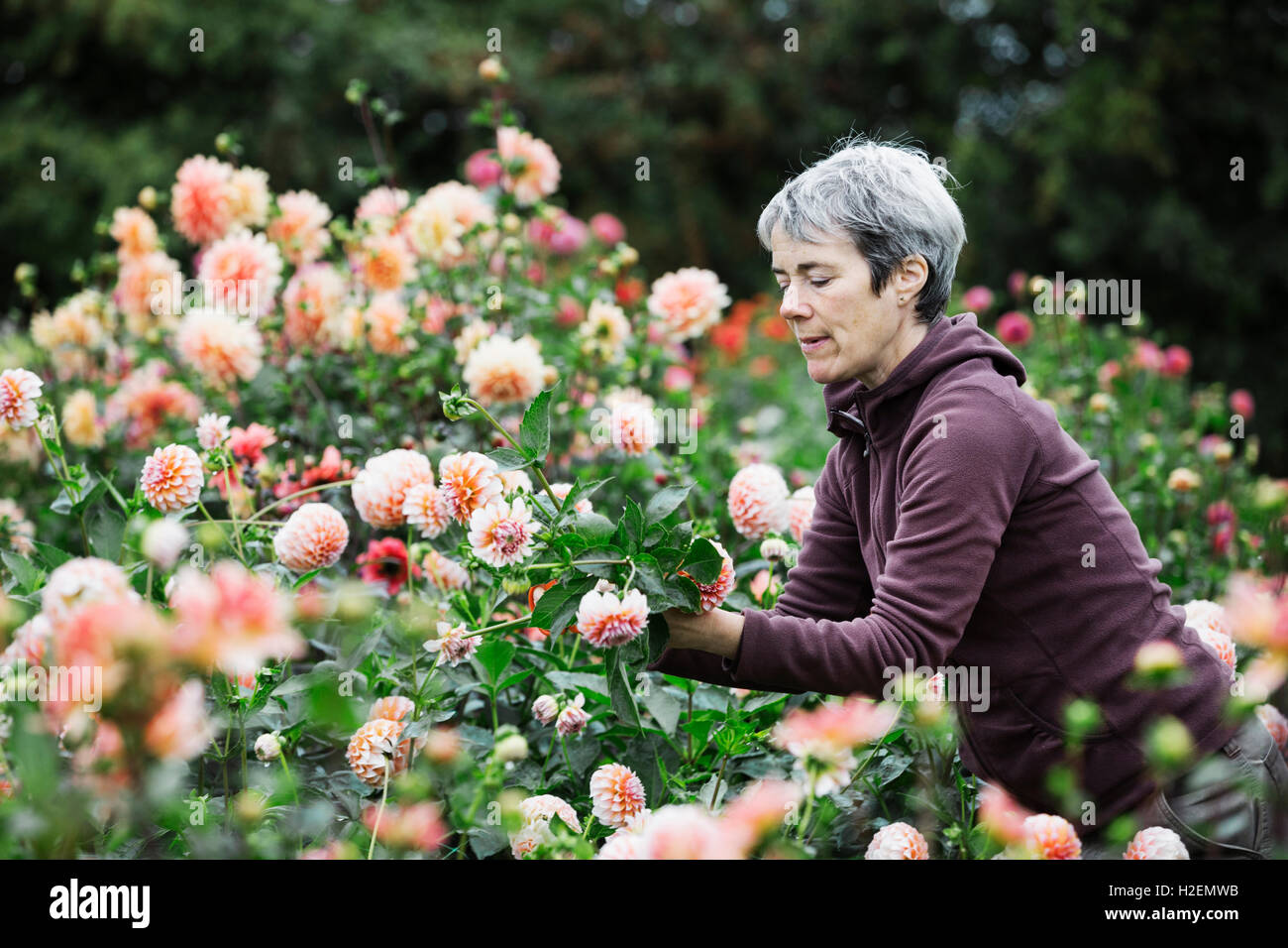 Middle aged woman flowering hi-res stock photography and images - Alamy
