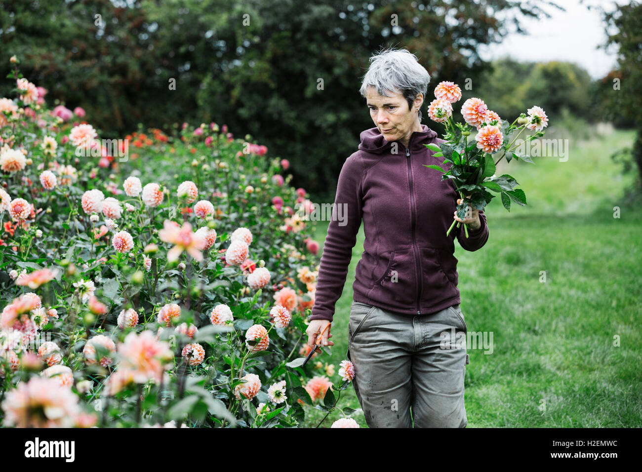 Middle aged woman flowering hi-res stock photography and images - Alamy