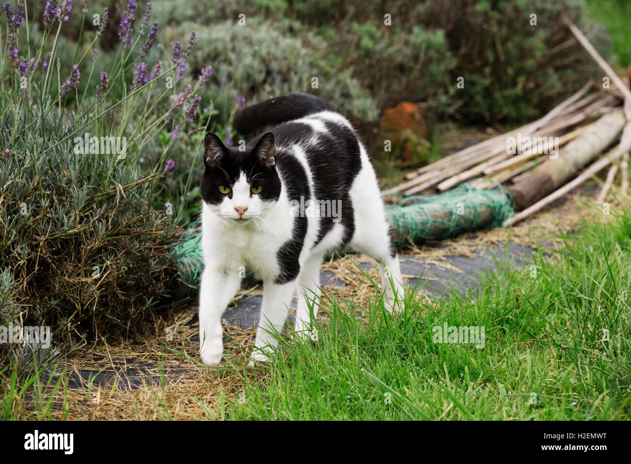 A black and white cat walking down a garden path Stock Photo - Alamy