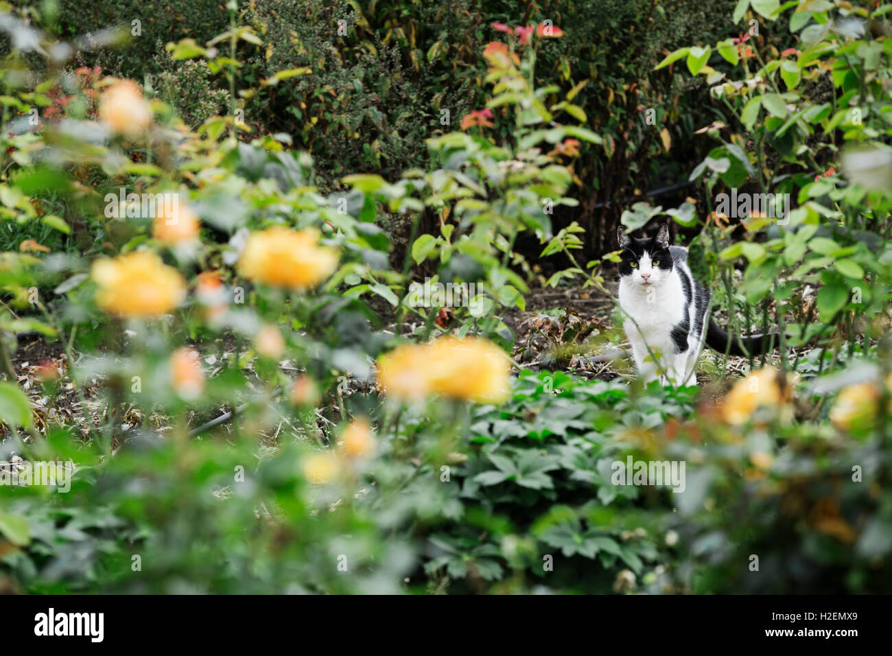 A cat amon g the flowers in a flowerbed Stock Photo - Alamy