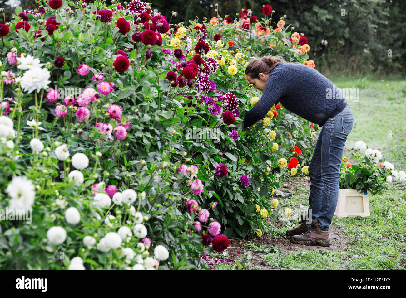 A woman working in an organic flower nursery, cutting flowers for ...