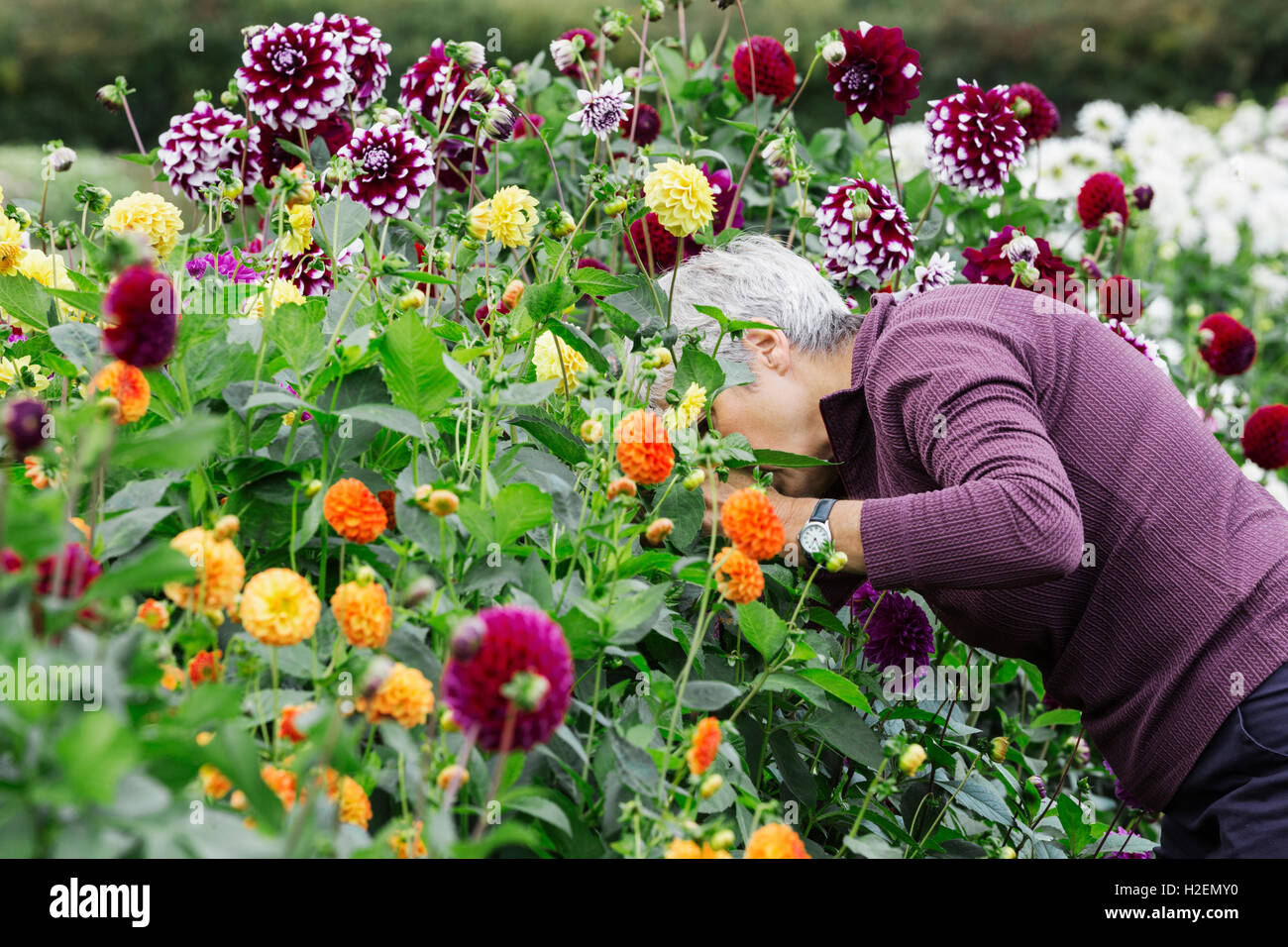 A woman working in an organic flower nursery, cutting flowers for ...