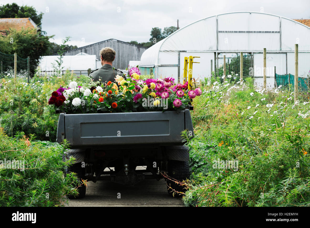 A man driving a small garden vehicle along the path between flowerbeds ...