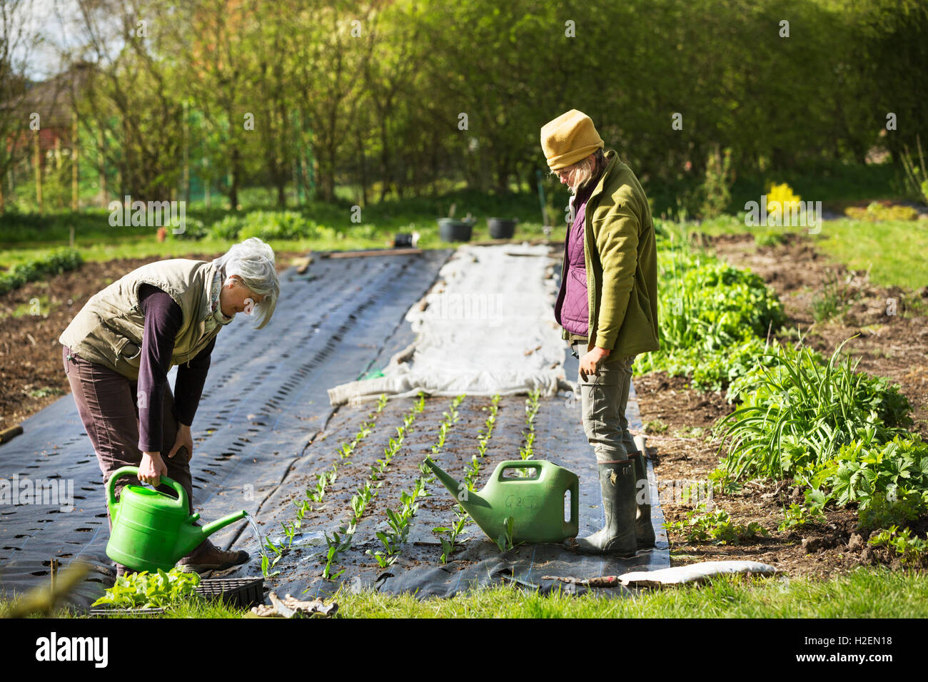 Two people watering small seedlings planted in a garden Stock Photo - Alamy