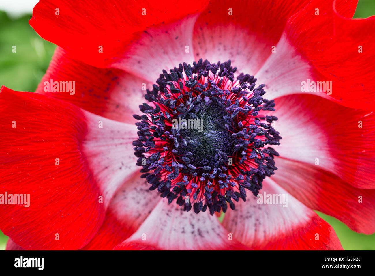 Petalled hi-res stock photography and images - Alamy