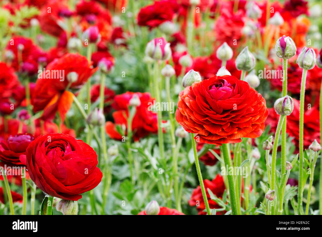 Red Ranunculus Bouquet
