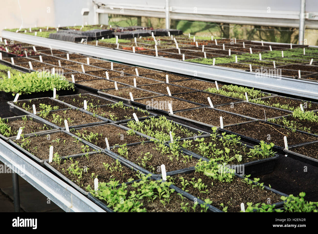 Small plants in rows growing under glass, in a kitchen vegetable garden ...