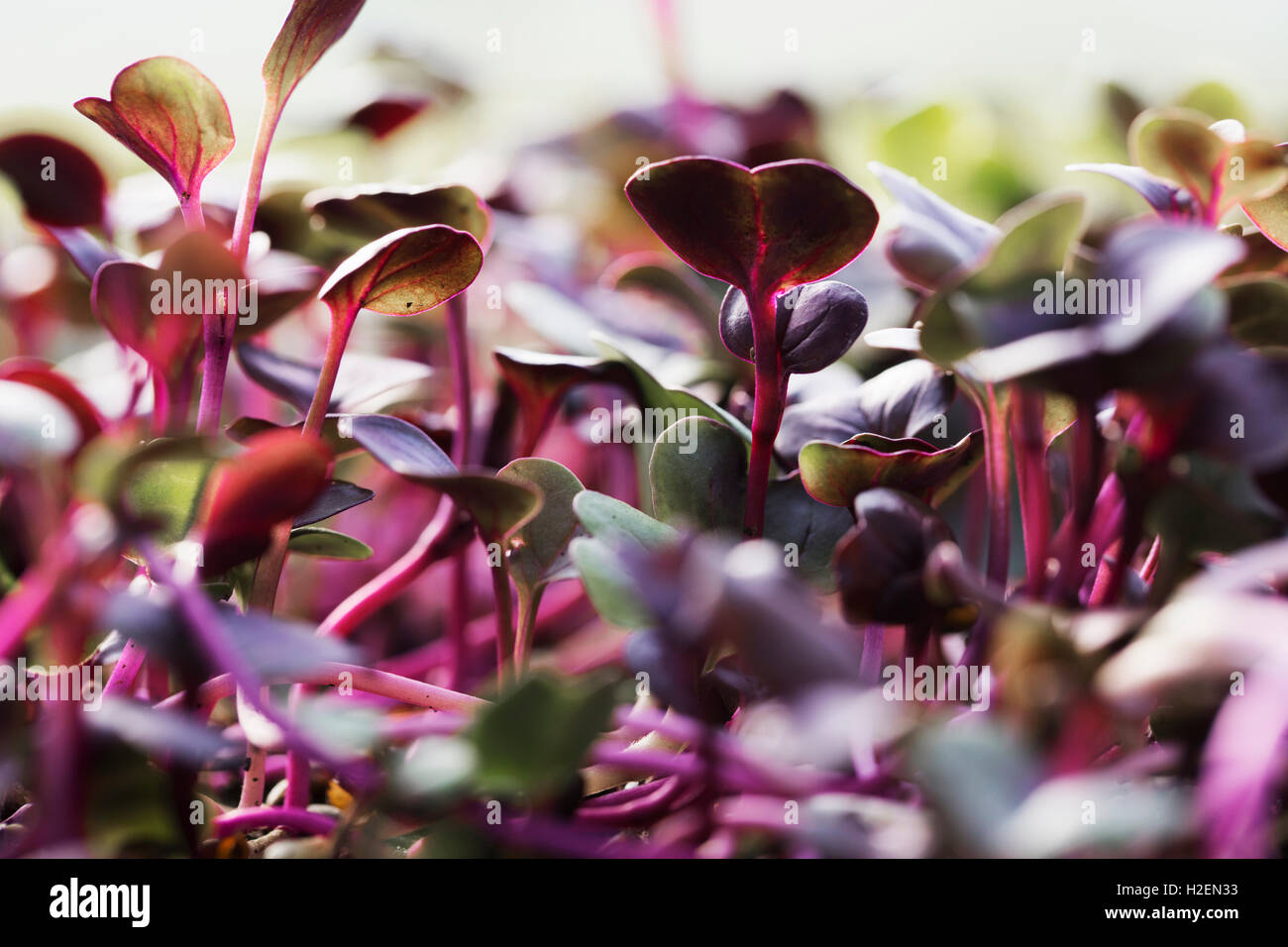 Micro salad leaves hi-res stock photography and images - Alamy