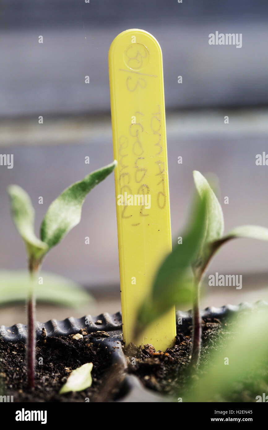 A plant label in a small pot with seedlings Stock Photo - Alamy