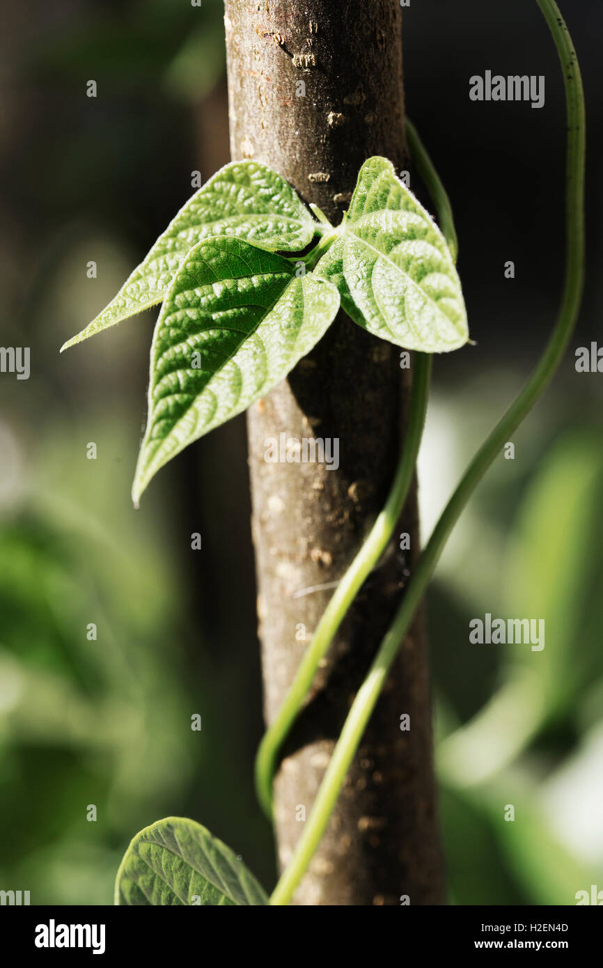 Climbing plants in a garden hi-res stock photography and images - Alamy