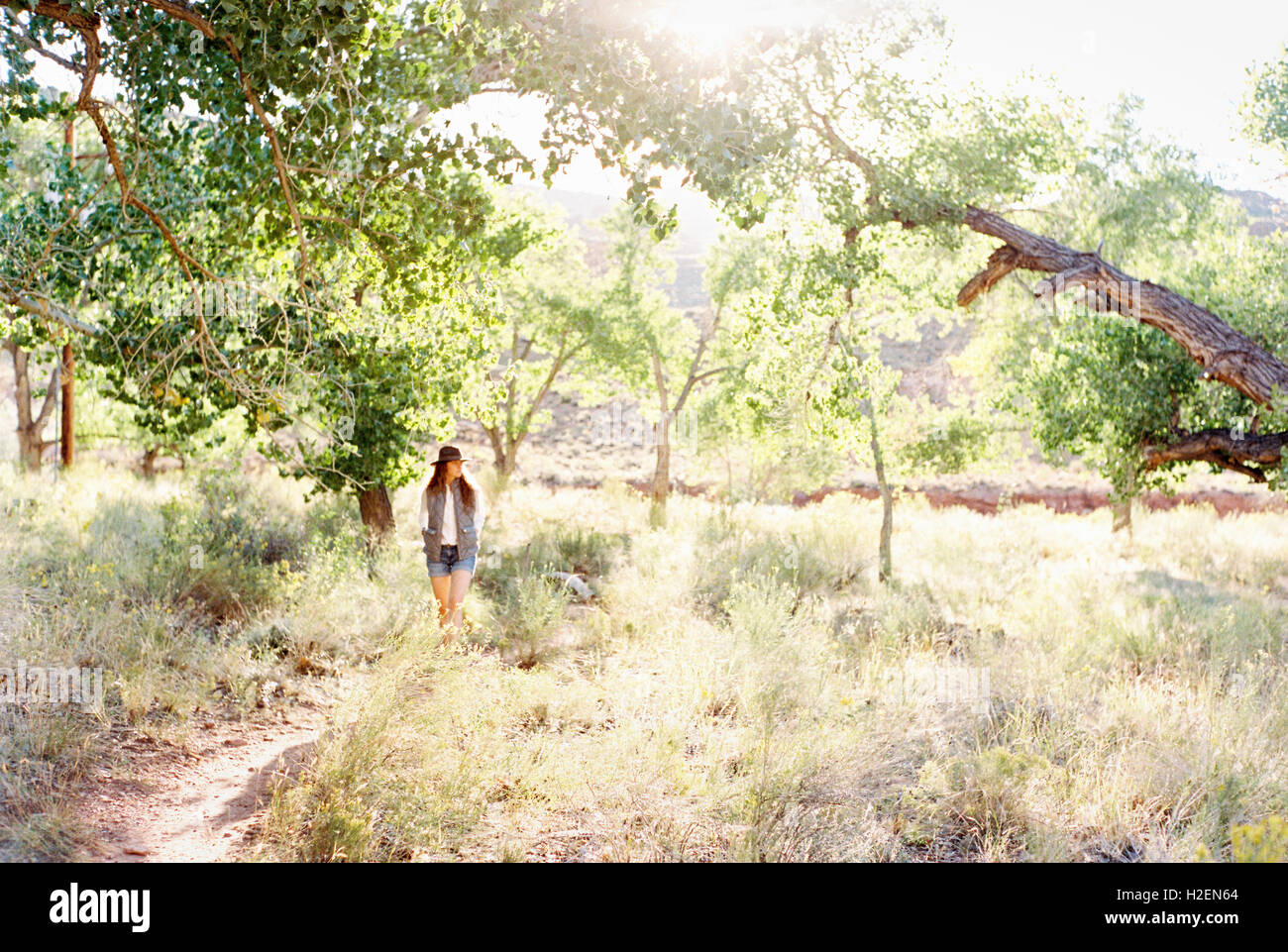A woman walking through trees on a path in sunshine Stock Photo - Alamy
