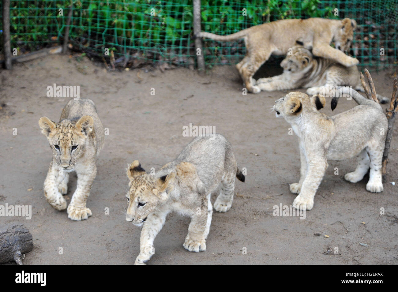 Qingdao, Qingdao, China. 27th Sep, 2016. Lion cubs play with each other ...