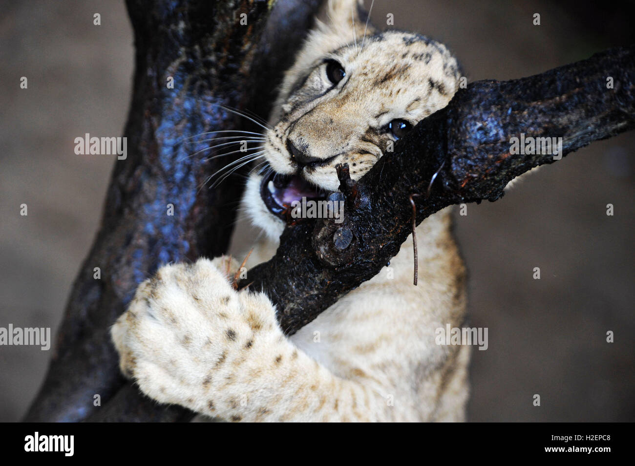 Qingdao, Qingdao, China. 27th Sep, 2016. A lion cub at a zoo in Qingdao ...