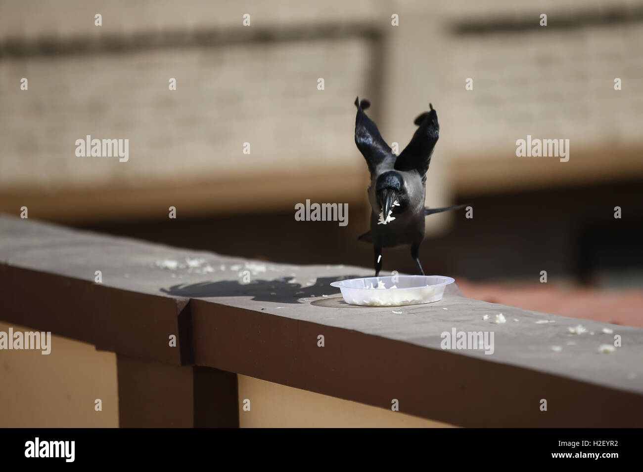 Kathmandu, Nepal. 28th Oct, 2016. A crow stuffs rice on its mouth ...