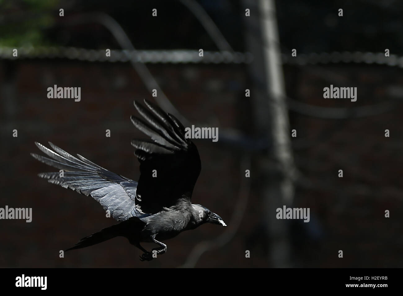 Kathmandu, Nepal. 28th Oct, 2016. A crow flies with rice on its mouth ...