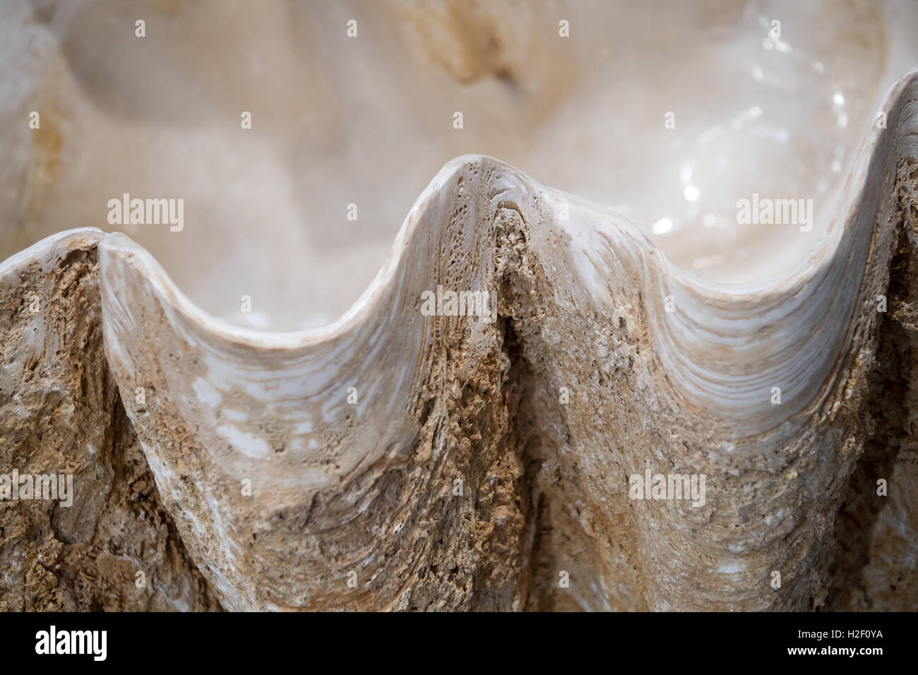 The fossil of a giant clam 'Tridacna Gigantea' can be seen at a booth ...