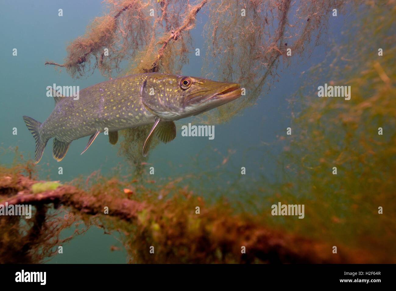 The northern pike (Esox lucius), known simply as a pike is a species of ...