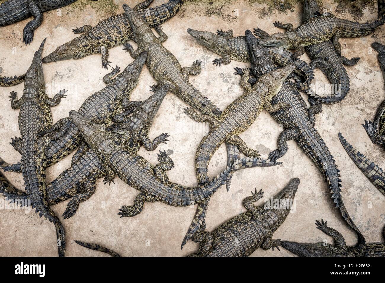 The Nile crocodile (Crocodylus niloticus) may be considered the second ...