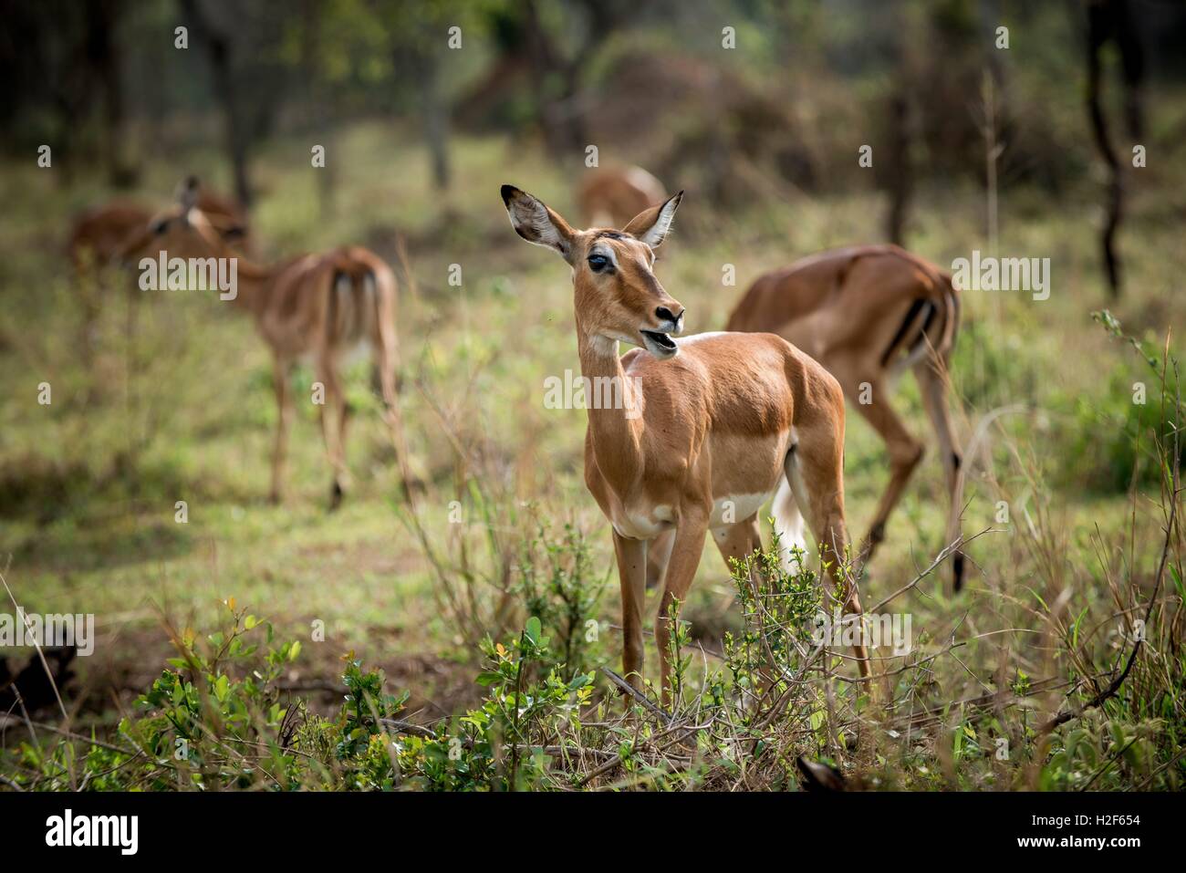 The impala (Aepyceros melampus) is a medium-sized antelope in eastern ...
