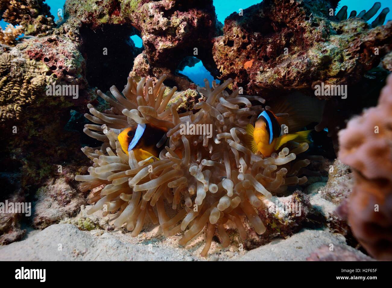 Clownfish or anemonefish are fishes from the subfamily Amphiprioninae ...