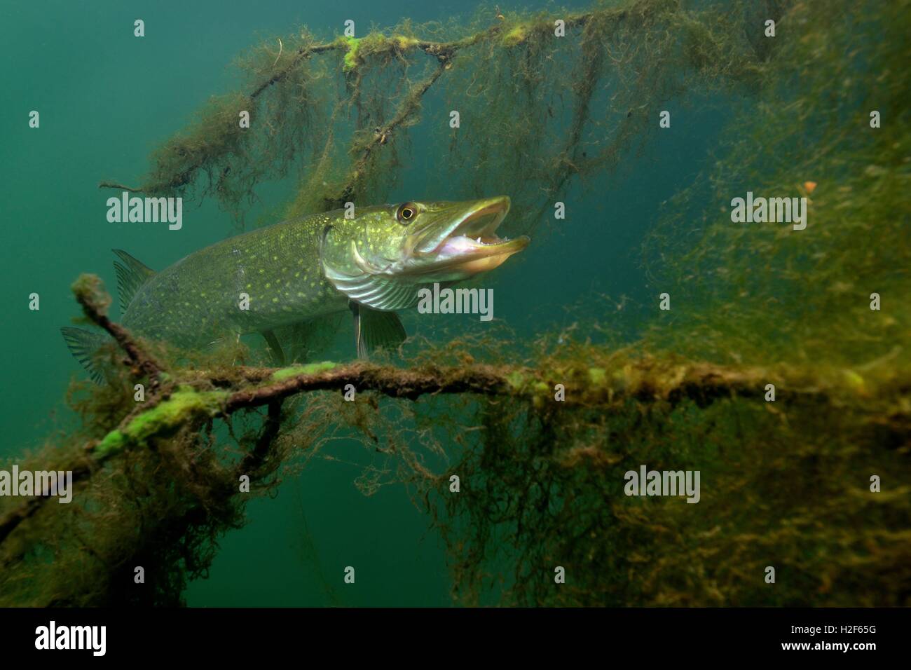 The northern pike (Esox lucius), known simply as a pike is a species of ...