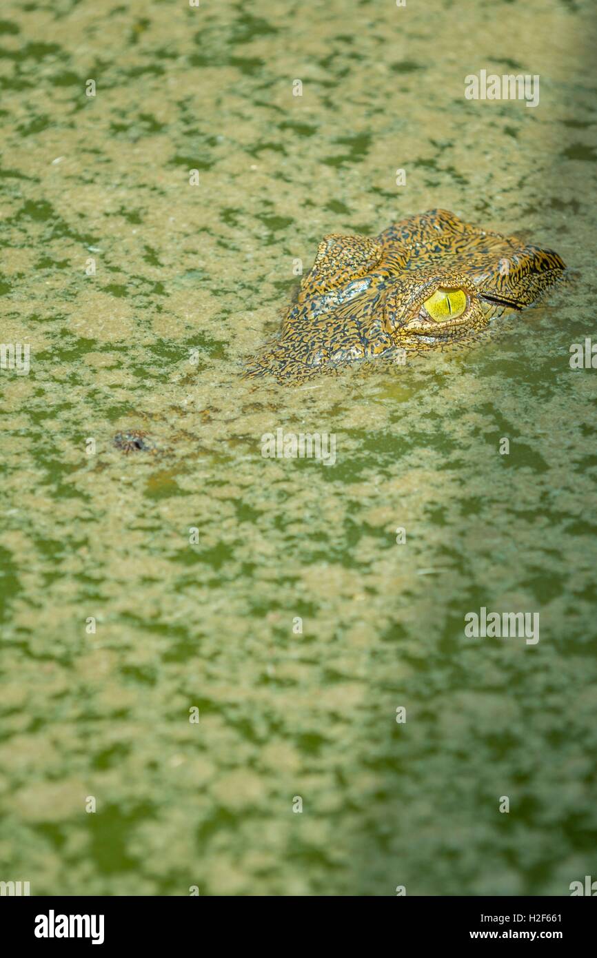 The Nile crocodile (Crocodylus niloticus) may be considered the second ...