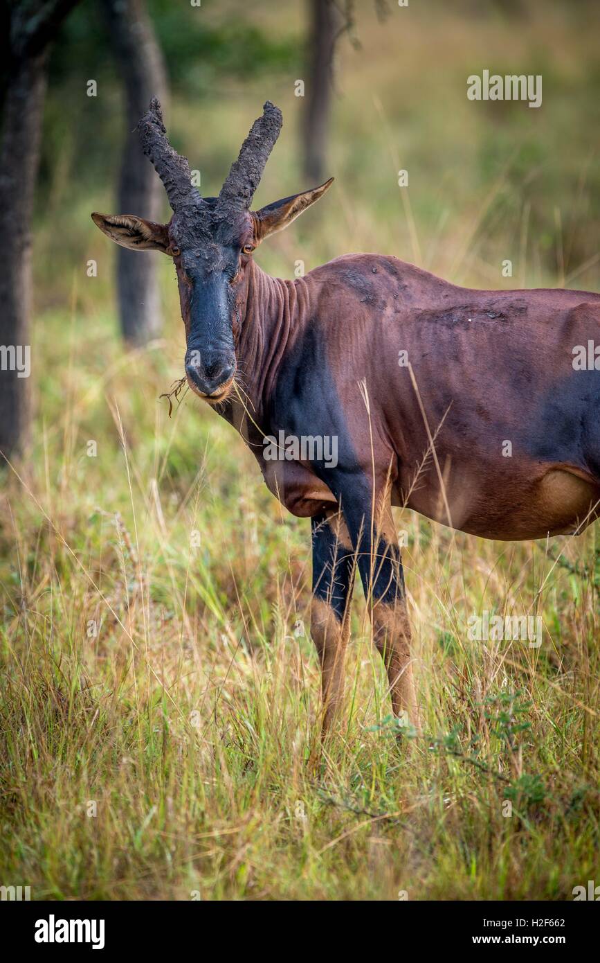 Savannas of sub saharan africa hi-res stock photography and images - Alamy