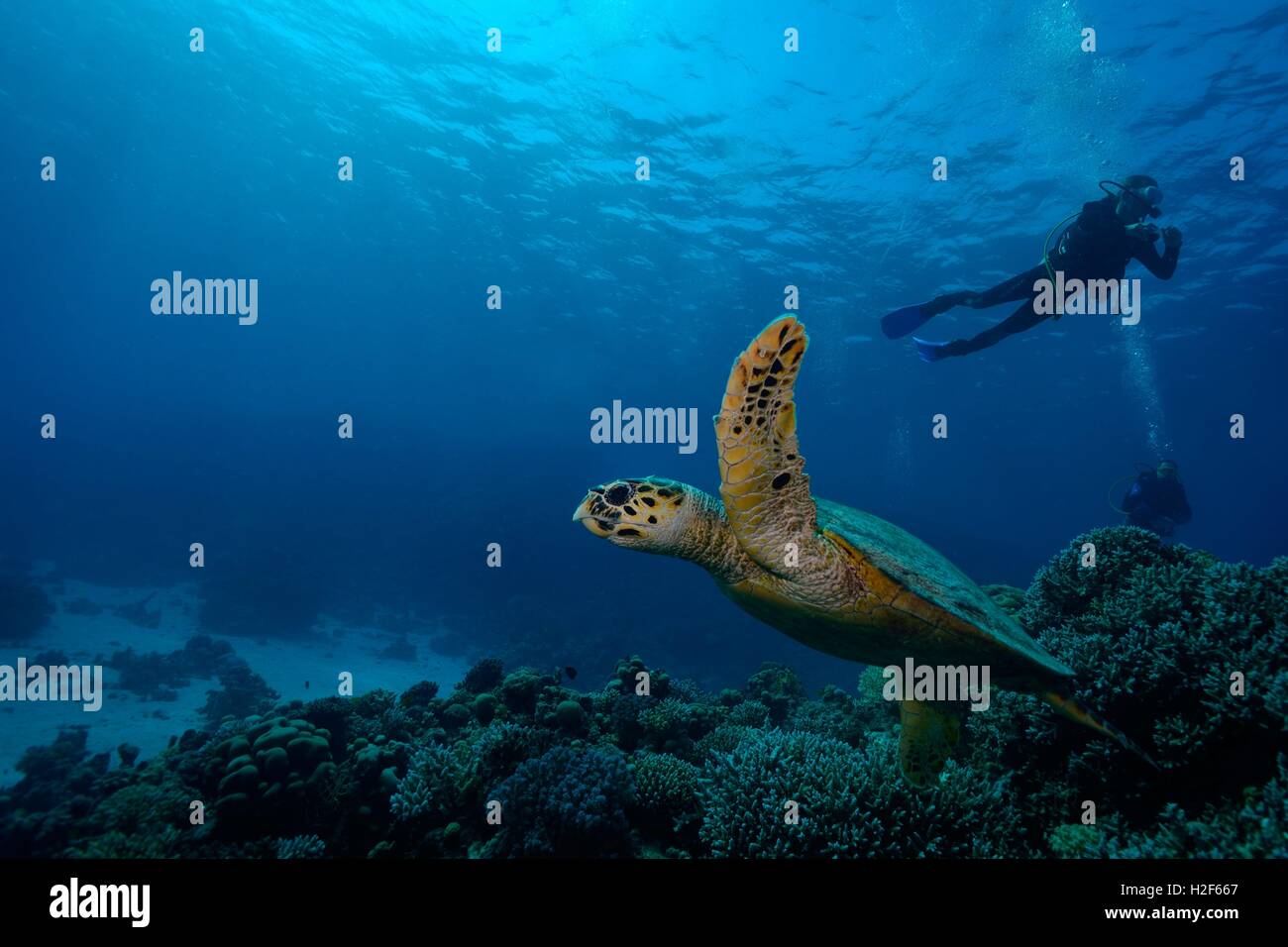 The hawksbill sea turtle (Eretmochelys imbricata) is a critically ...