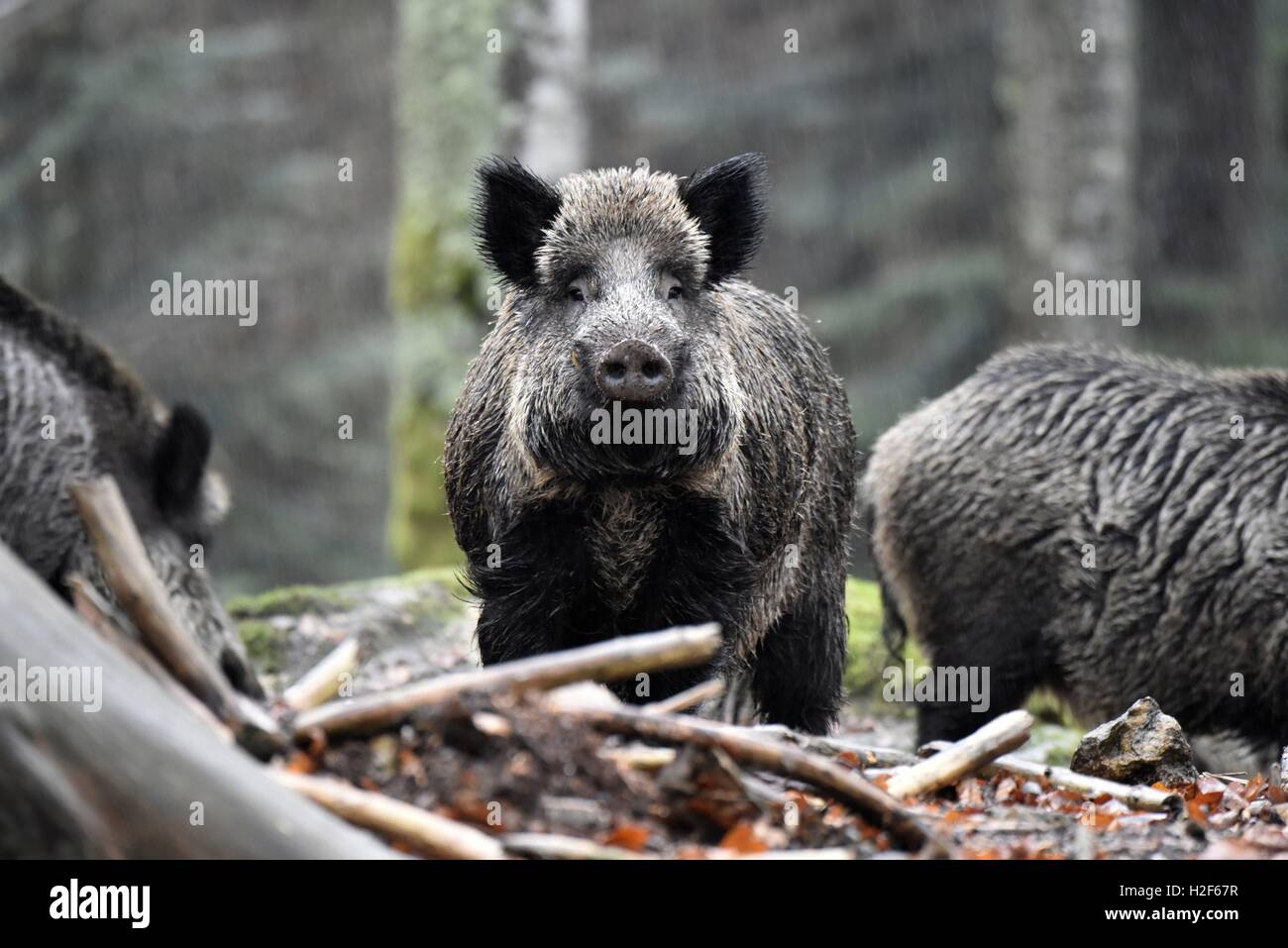 Wild boar | usage worldwide Stock Photo - Alamy