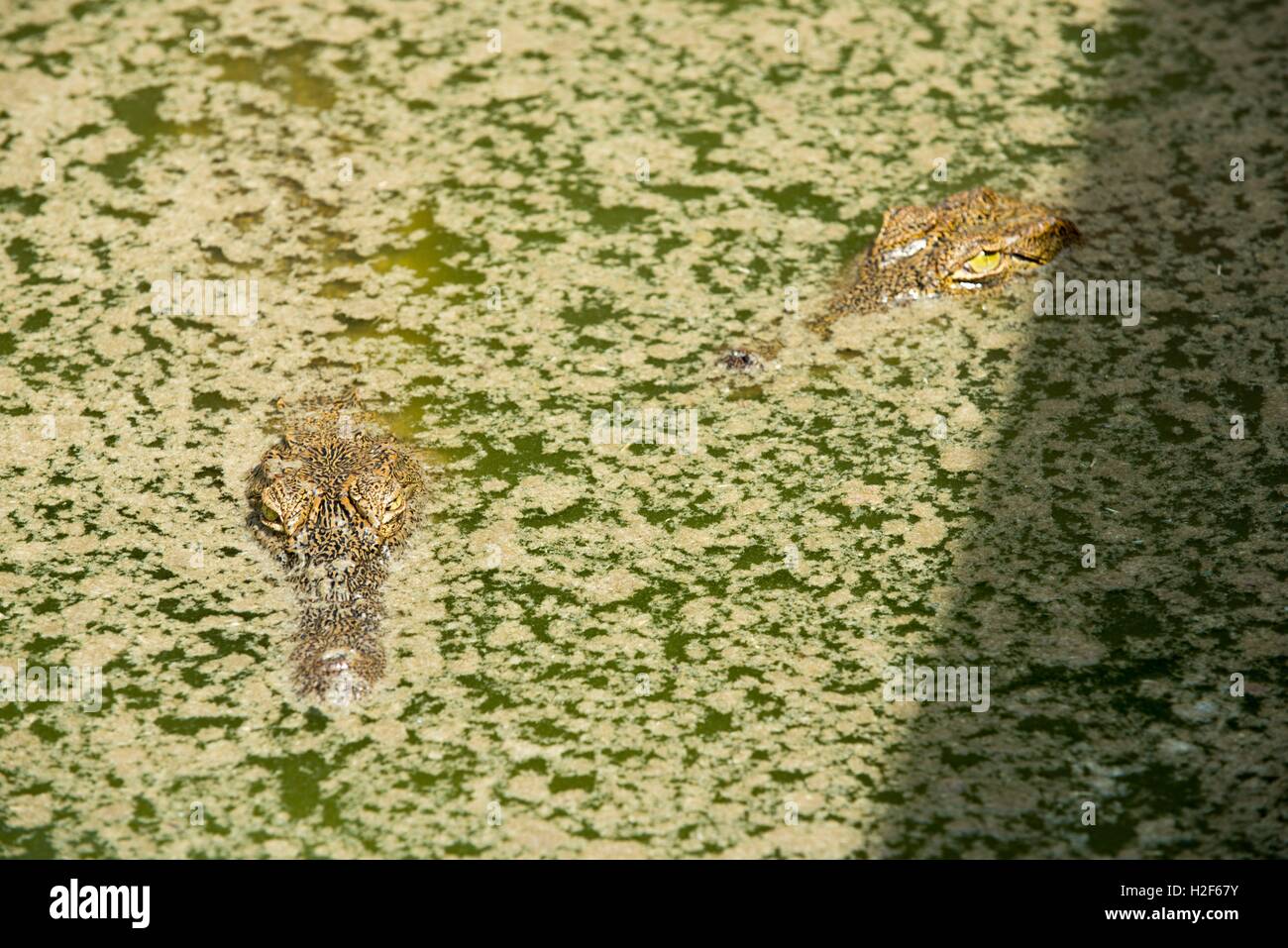 The Nile crocodile (Crocodylus niloticus) may be considered the second ...