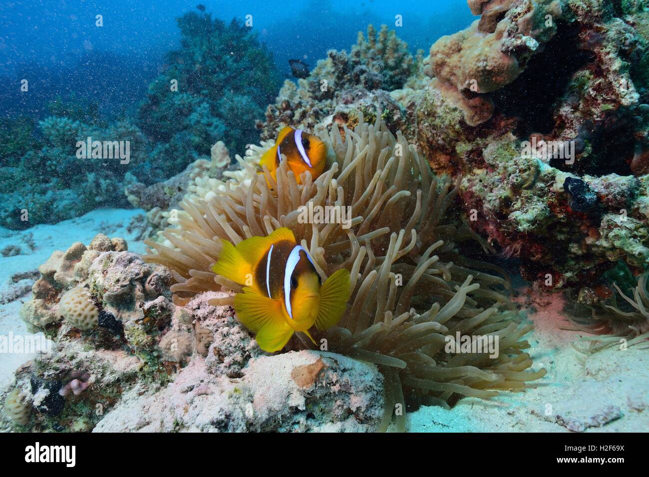 Clownfish or anemonefish are fishes from the subfamily Amphiprioninae ...