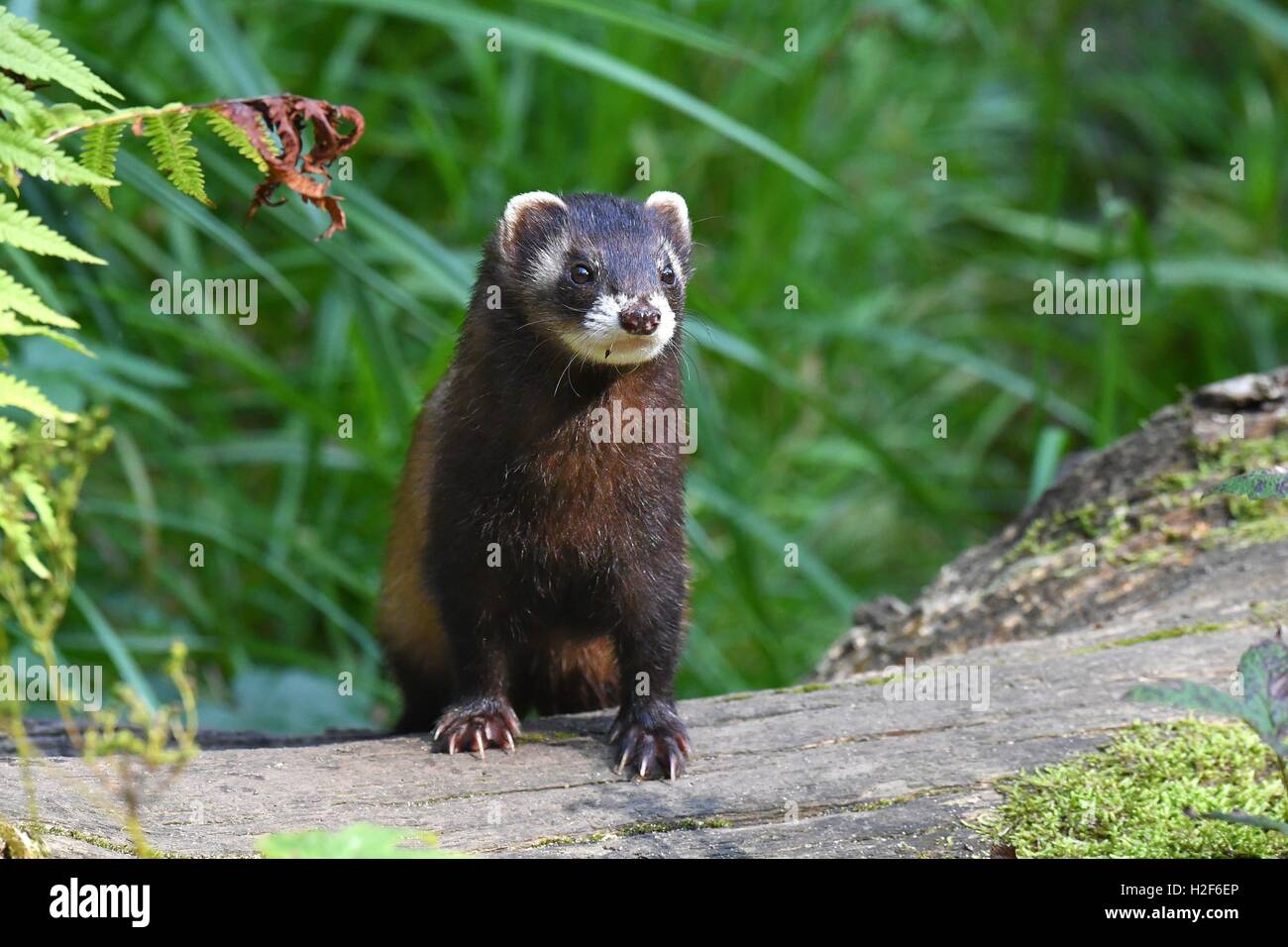 Polecat | usage worldwide Stock Photo - Alamy
