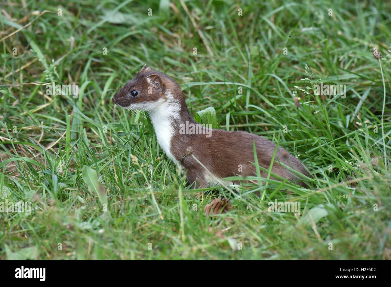 Weasel, Ermine | usage worldwide Stock Photo - Alamy