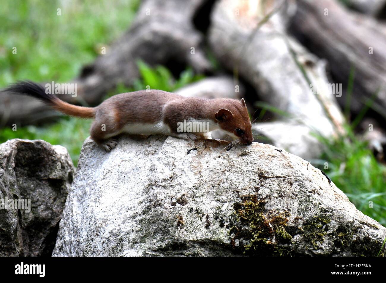Weasel, Ermine | usage worldwide Stock Photo - Alamy