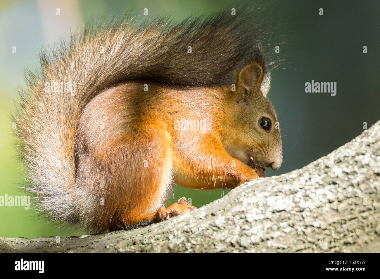 the photograph shows a squirrel on a tree Stock Photo - Alamy
