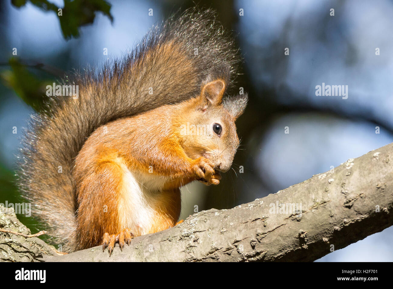 the photograph shows a squirrel on a tree Stock Photo - Alamy