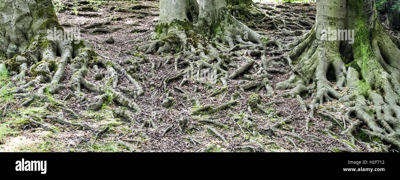 raised tree roots on the ground Stock Photo - Alamy